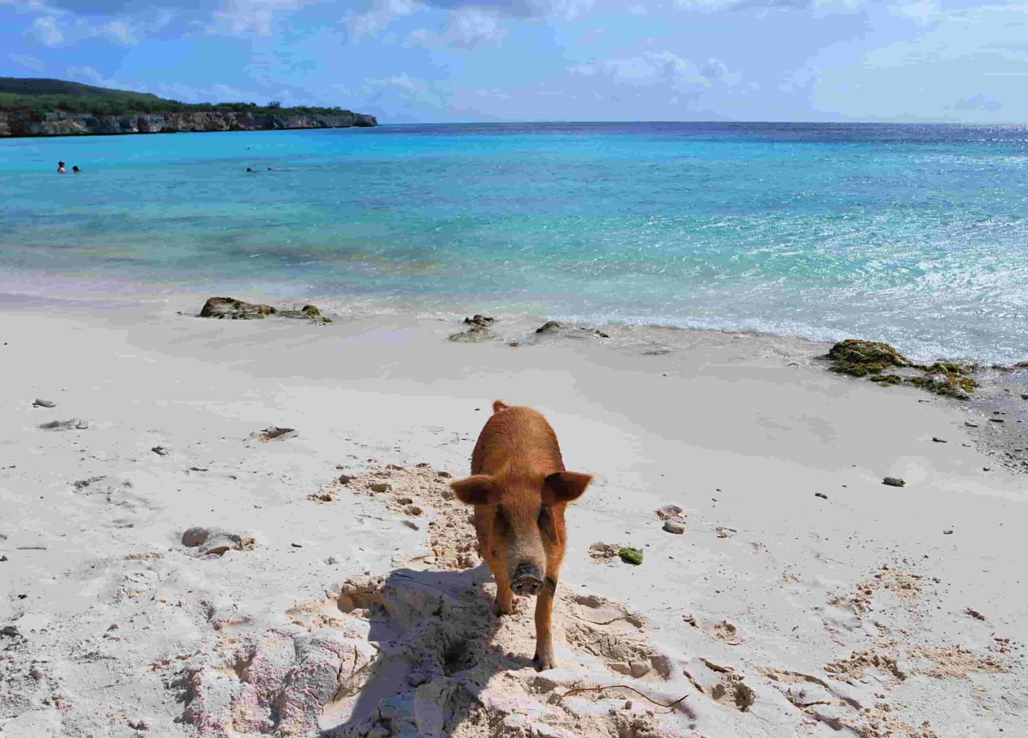 Playa Porto Marie: het strand met de varkens op Curaçao